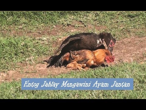 Entok Jablay Mengawini Ayam Jantan