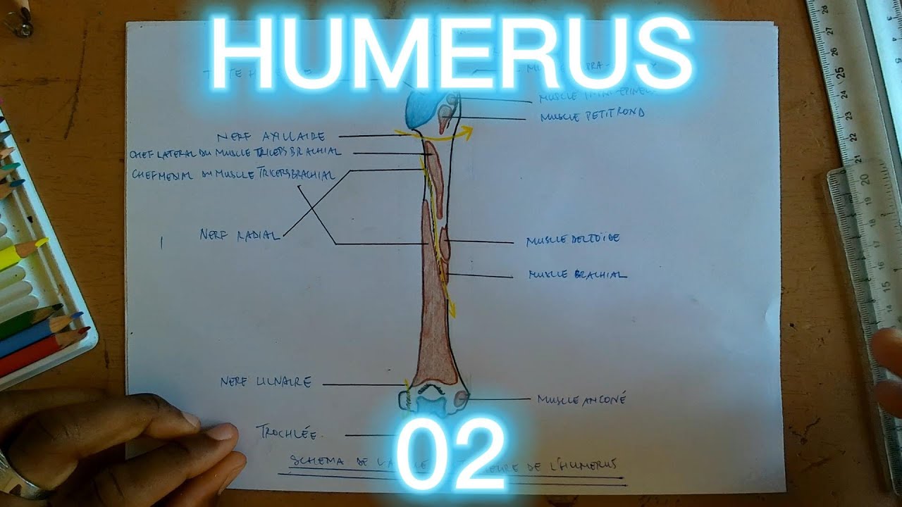 HUMERUS SCHEMA 02 ( ANATOMIE ) - YouTube