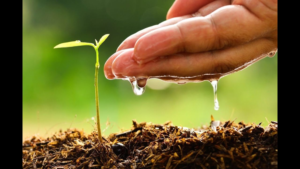 Paano magtanim ng apple o mansanas sa pilipinas - YouTube