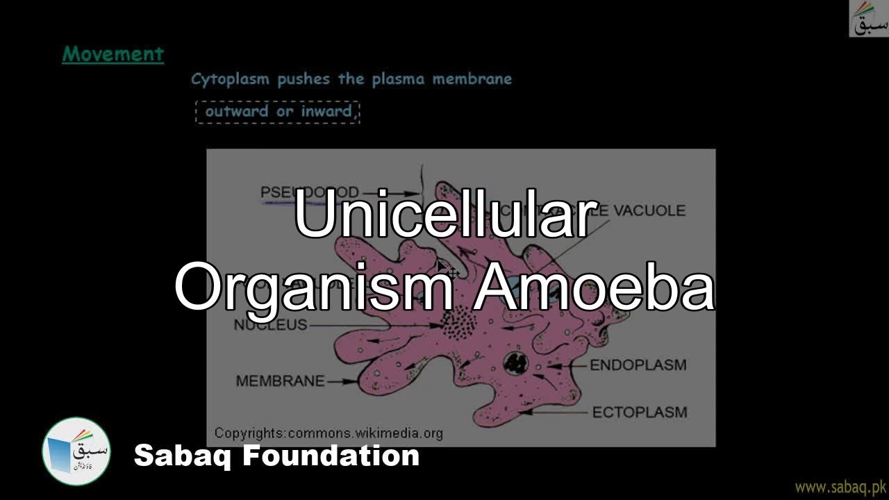 Unicellular Organism Amoeba, Biology Lecture | Sabaq.pk - YouTube