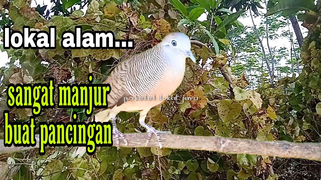 Perkutut lokal alam sangat manjur buat pancingan - YouTube