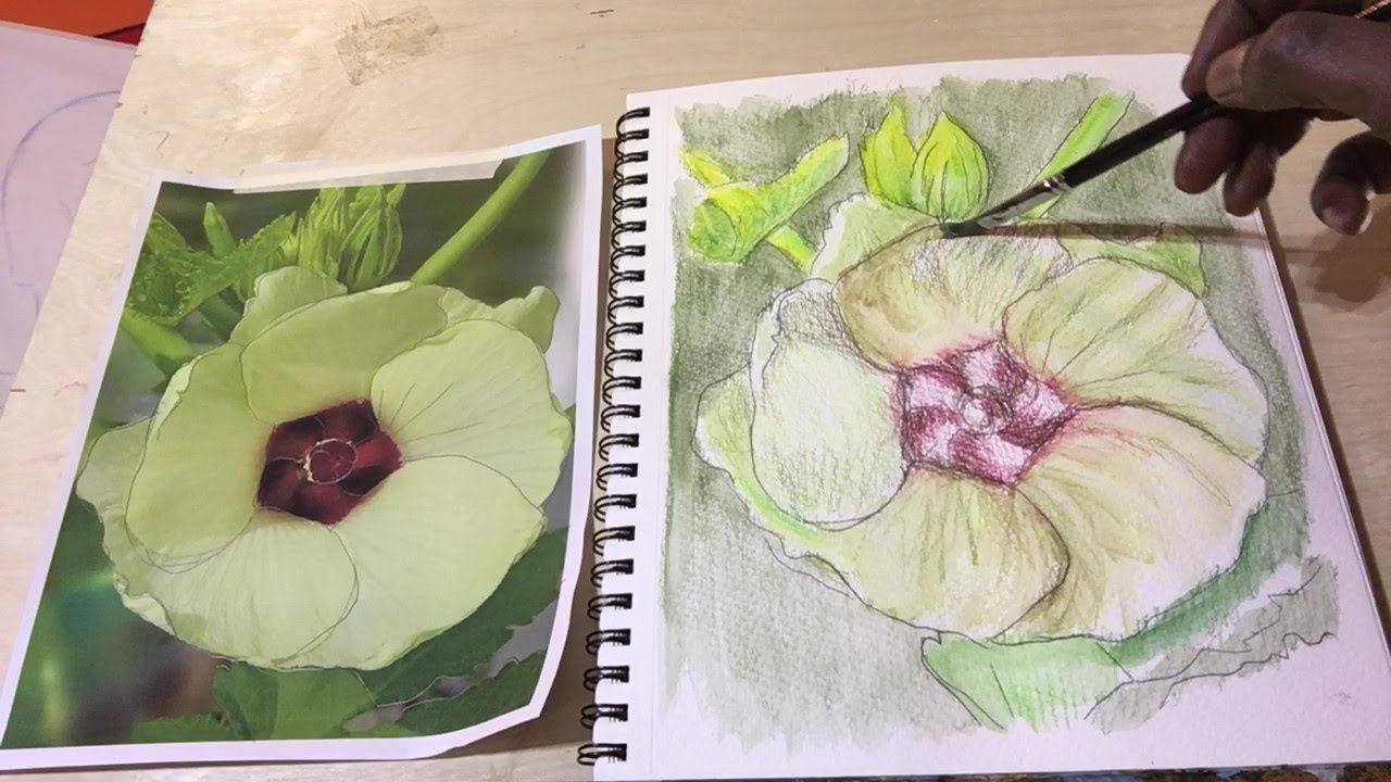 "My Okra Flower" Blocking and Blending With Watercolor Pencils - YouTube