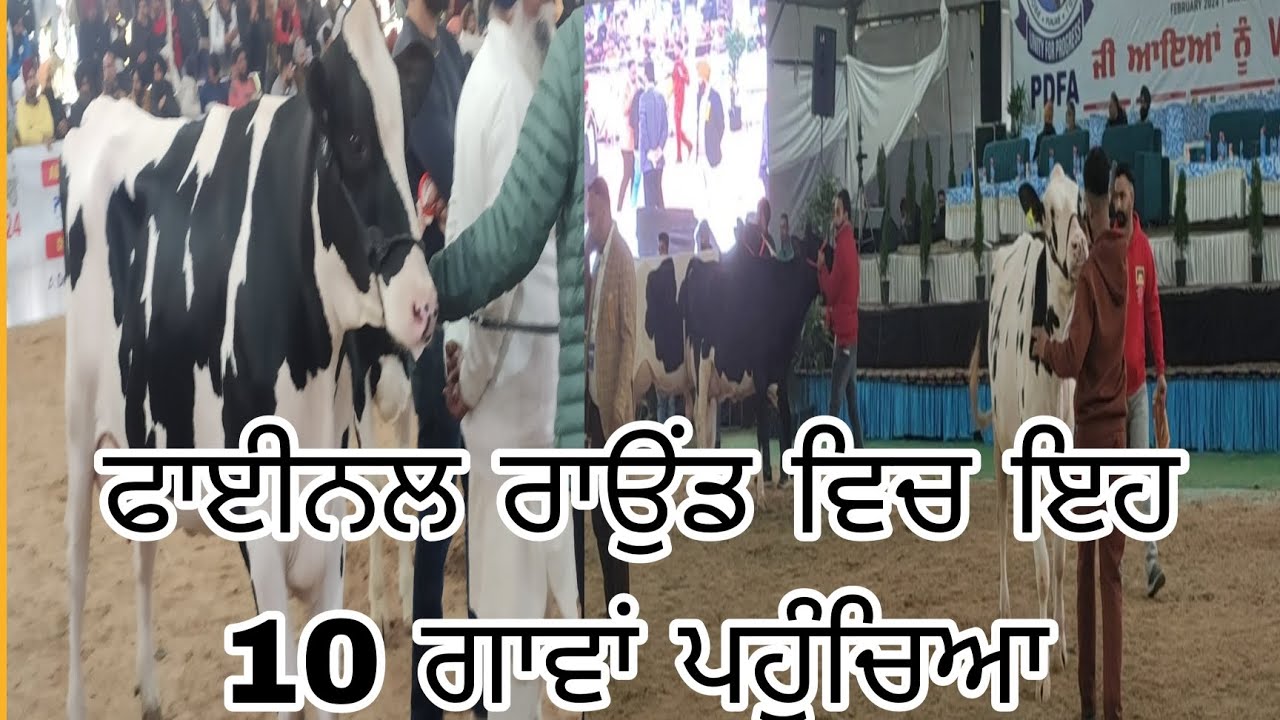 Ten Cow Final Round PDFA #animals #farmer - YouTube