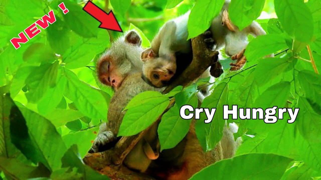 Crying Sad no Milk ! Jane not well done allow baby Jody Milk, Jody cry ...