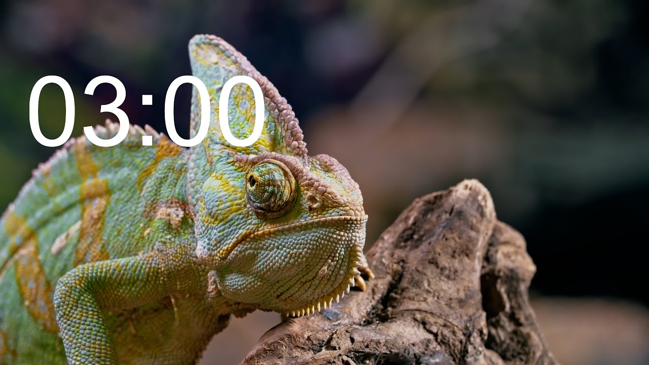 3 Minute Timer with Animals and Beautiful Piano Music - YouTube