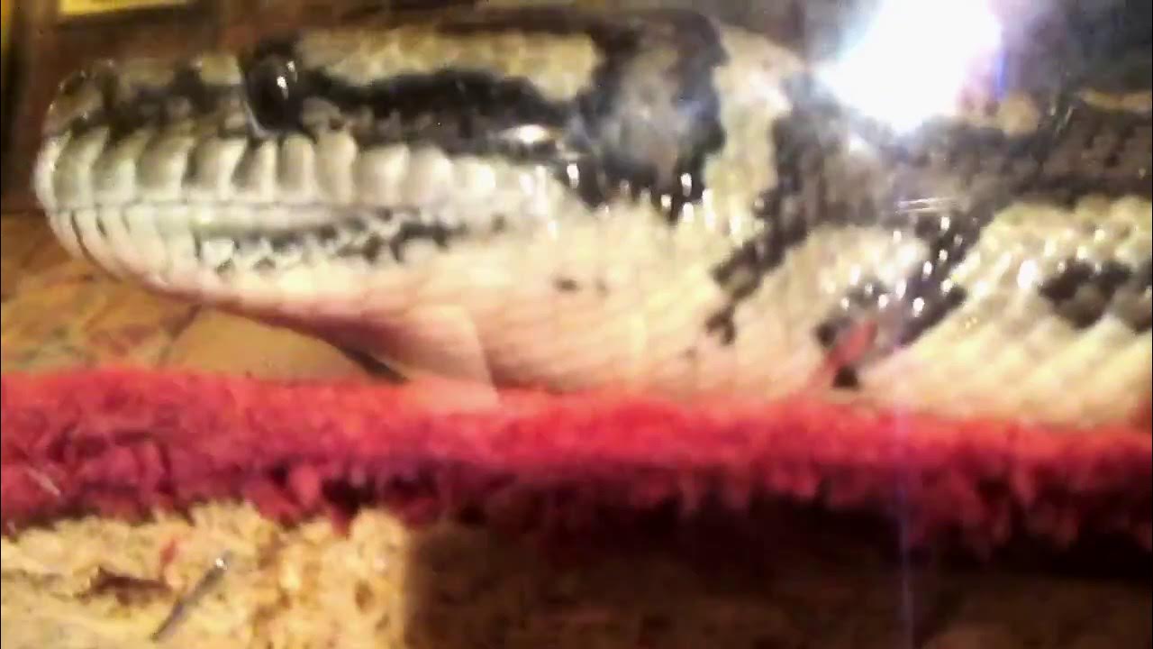 Big Coastal Carpet Python Shedding - YouTube