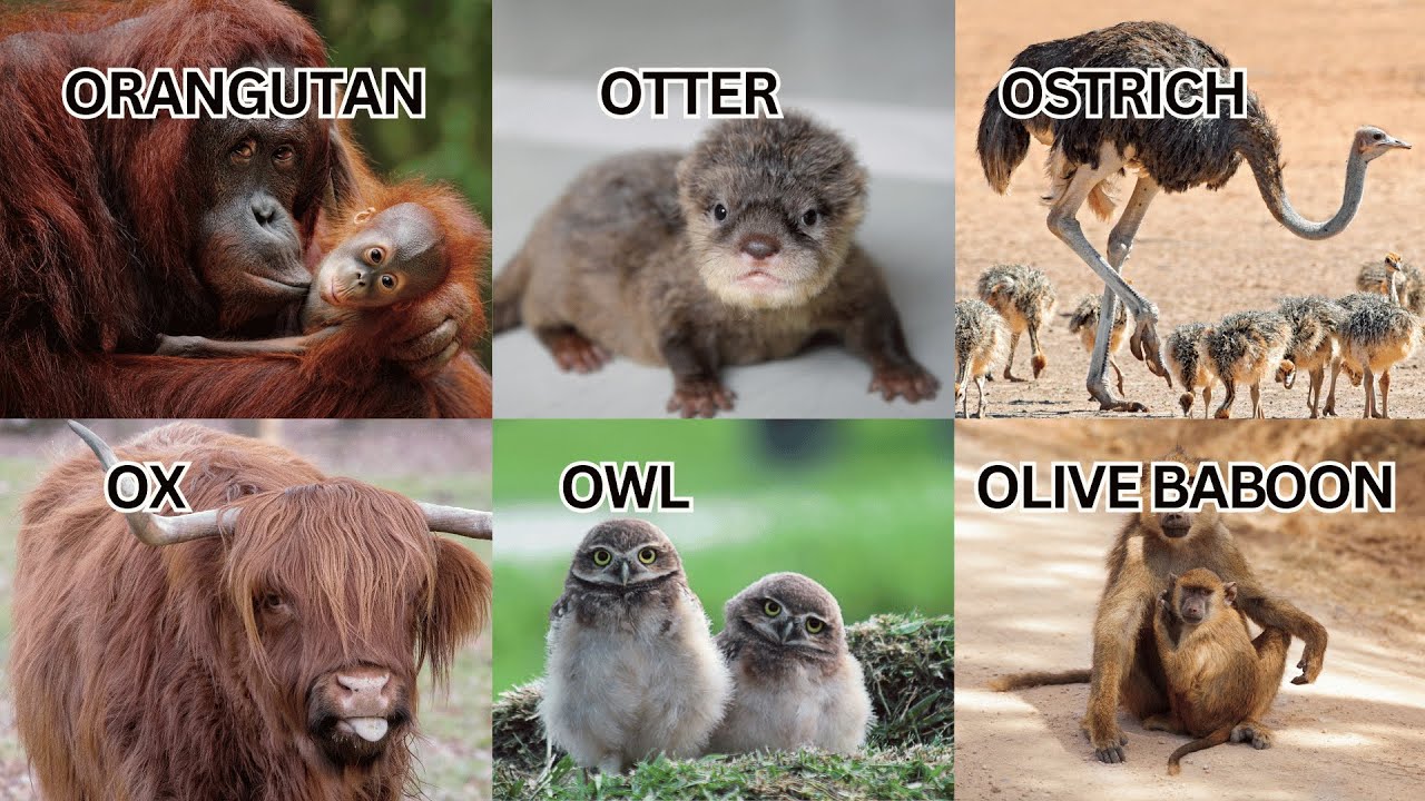 Outstanding O Offspring: 10 Baby Animals Starting with O for Kids - YouTube
