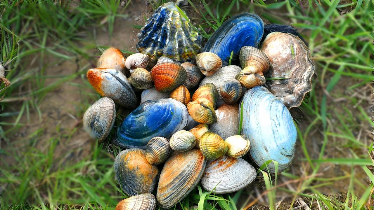 Coastal Foraging - Episode 3 Clams, Conger Eel, Crabs and More! - YouTube