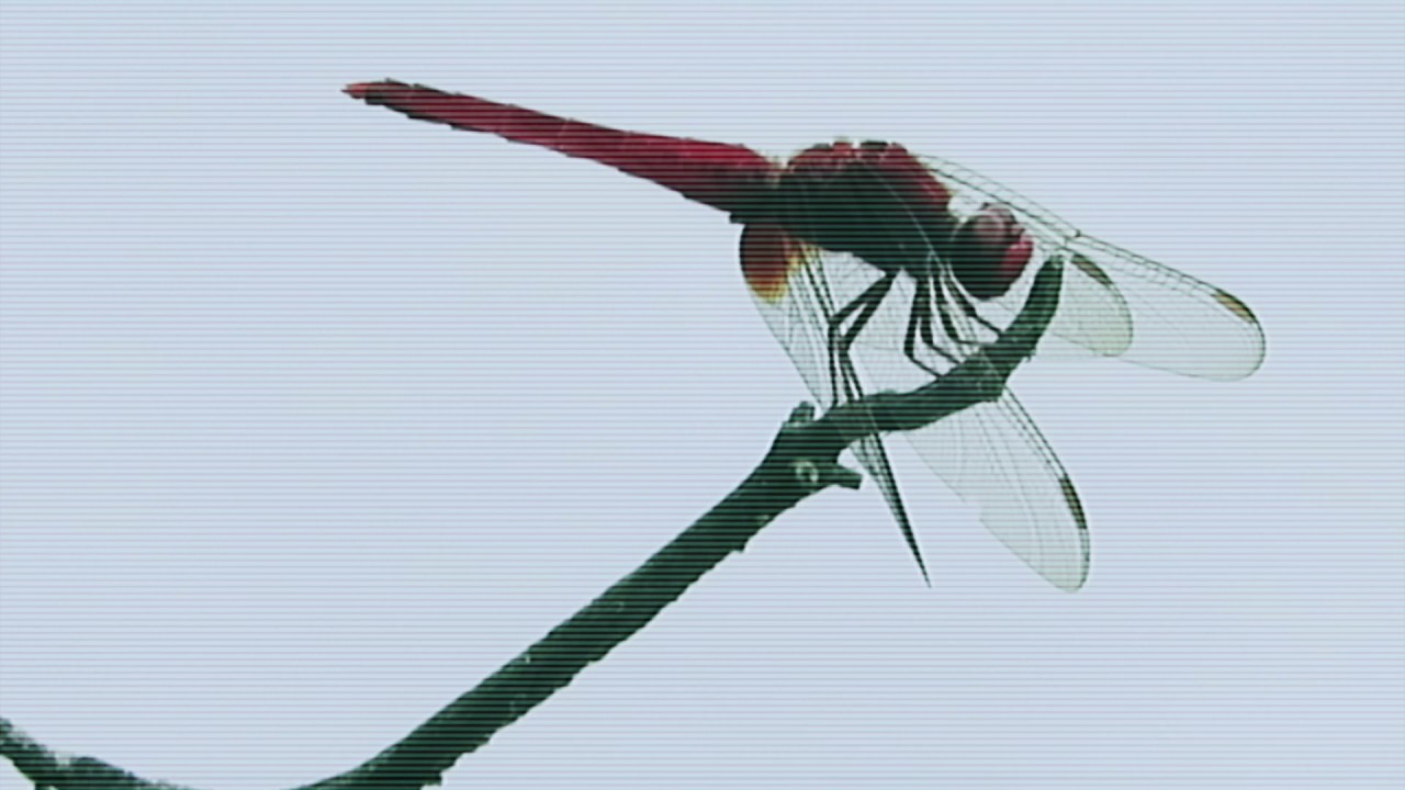 Precious Creature by Floex - YouTube