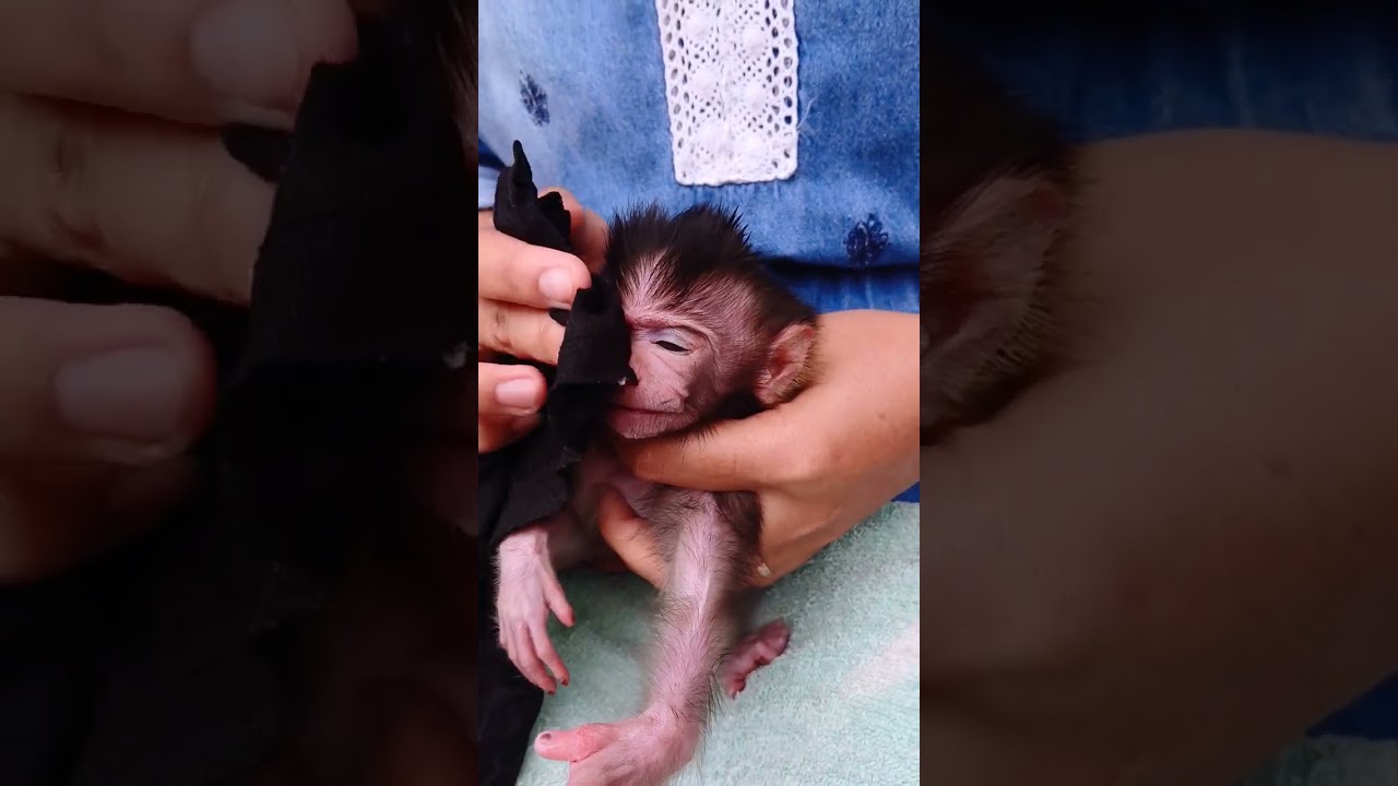 Baby monkeys - YouTube