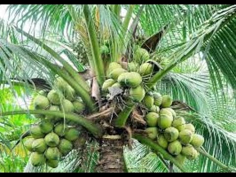 The Story of The Sri Lankan Coconut Tree - YouTube