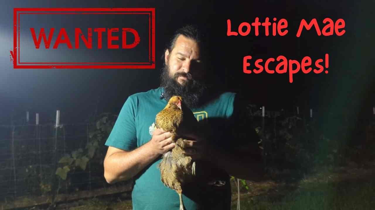 Lottie Mae Flew The Coop... Literally. - YouTube