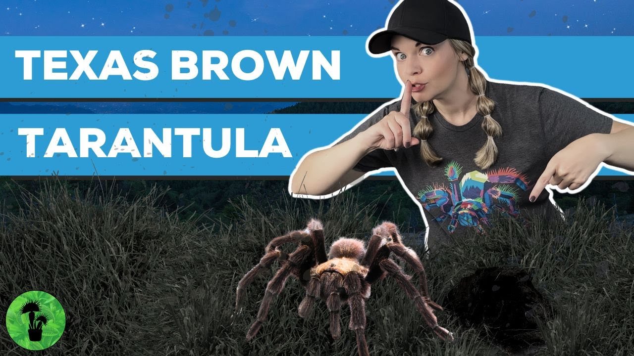 Texas Tarantula Adaptations & Habitat - YouTube