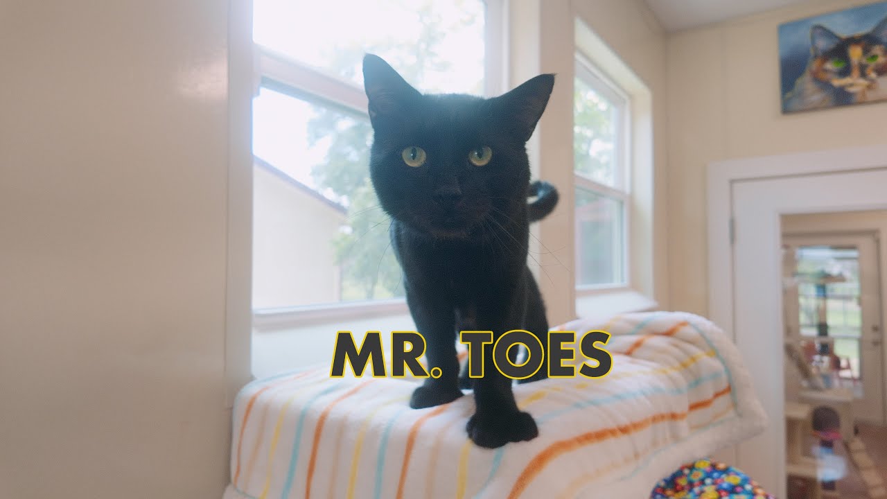 Meet Mr. Toes! The Felvie Kitty with 24 Toes! - YouTube