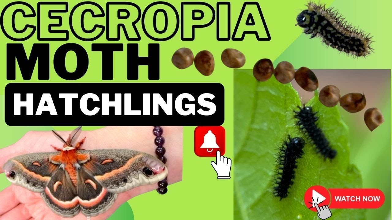 Cecropia Moth Eggs hatching- we got babies! - YouTube