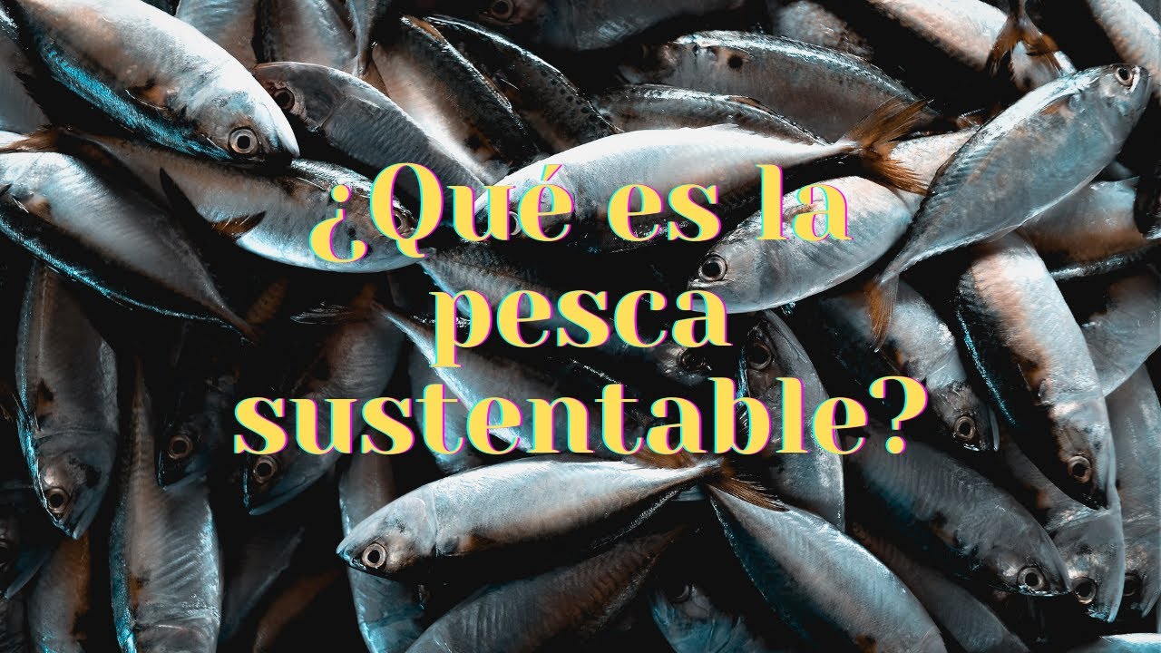 ¿Qué es la pesca sustentable? - YouTube