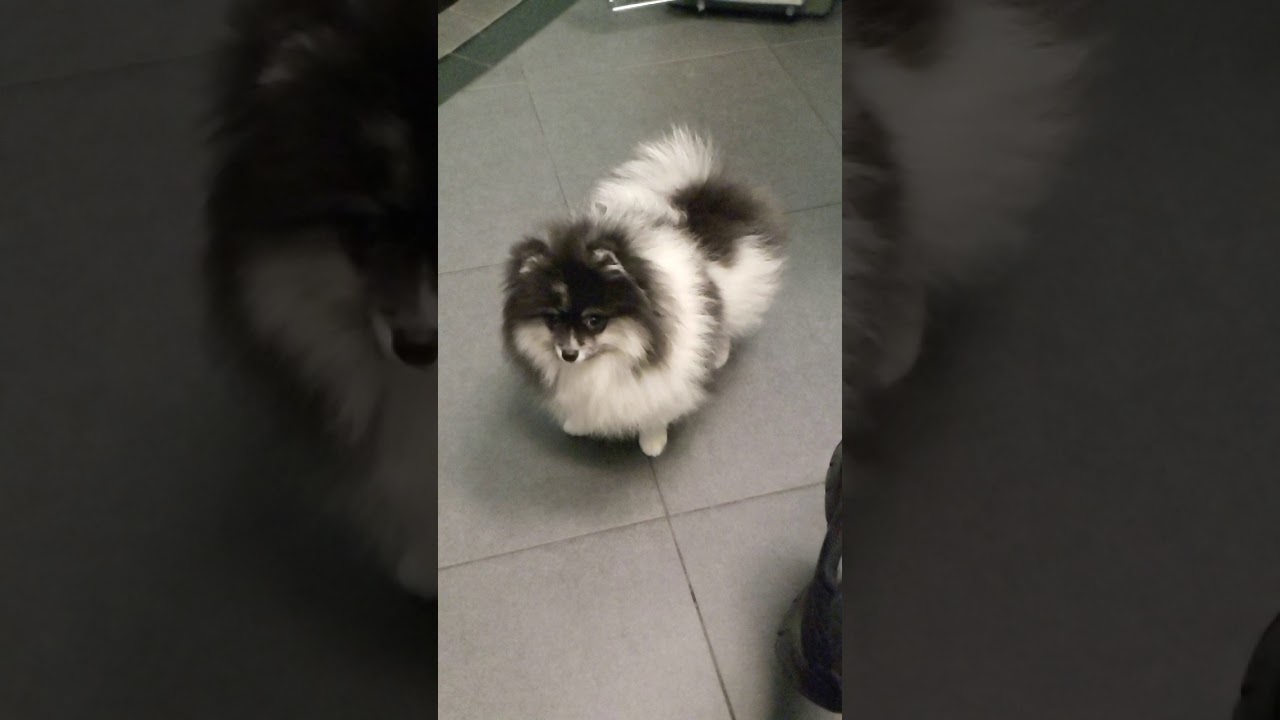 Pomeranian tri color parti - YouTube