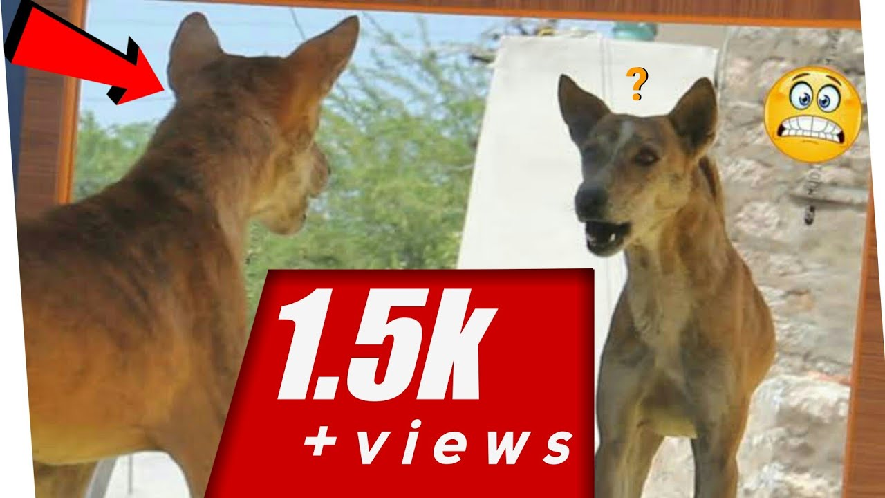 mirror vs dogs Oh My God funny reaction #prank - YouTube