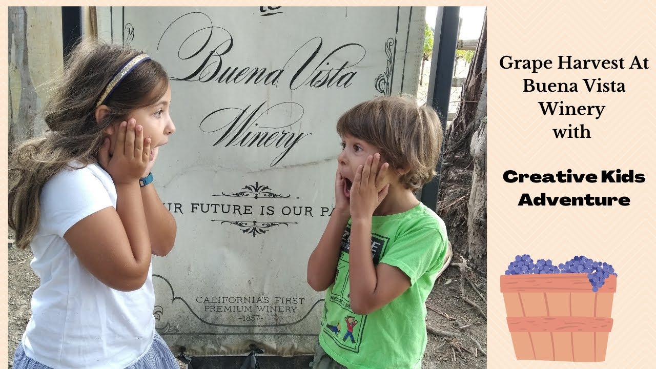 How To Harvest Grape With Kids | Grape Harvest in California - YouTube