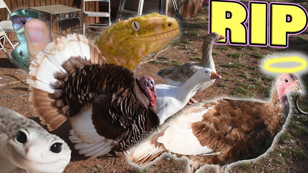 My Turkey Died :( + Downsizing - YouTube