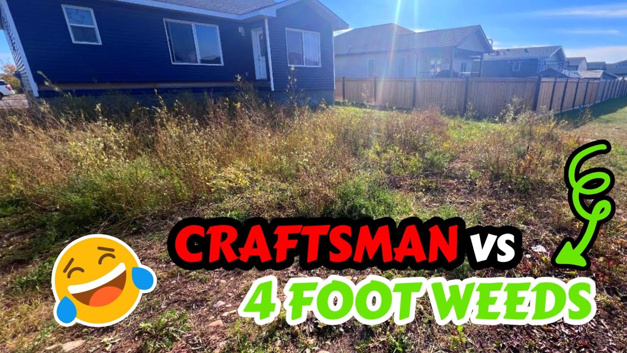 Very Weedy Backyard - YouTube