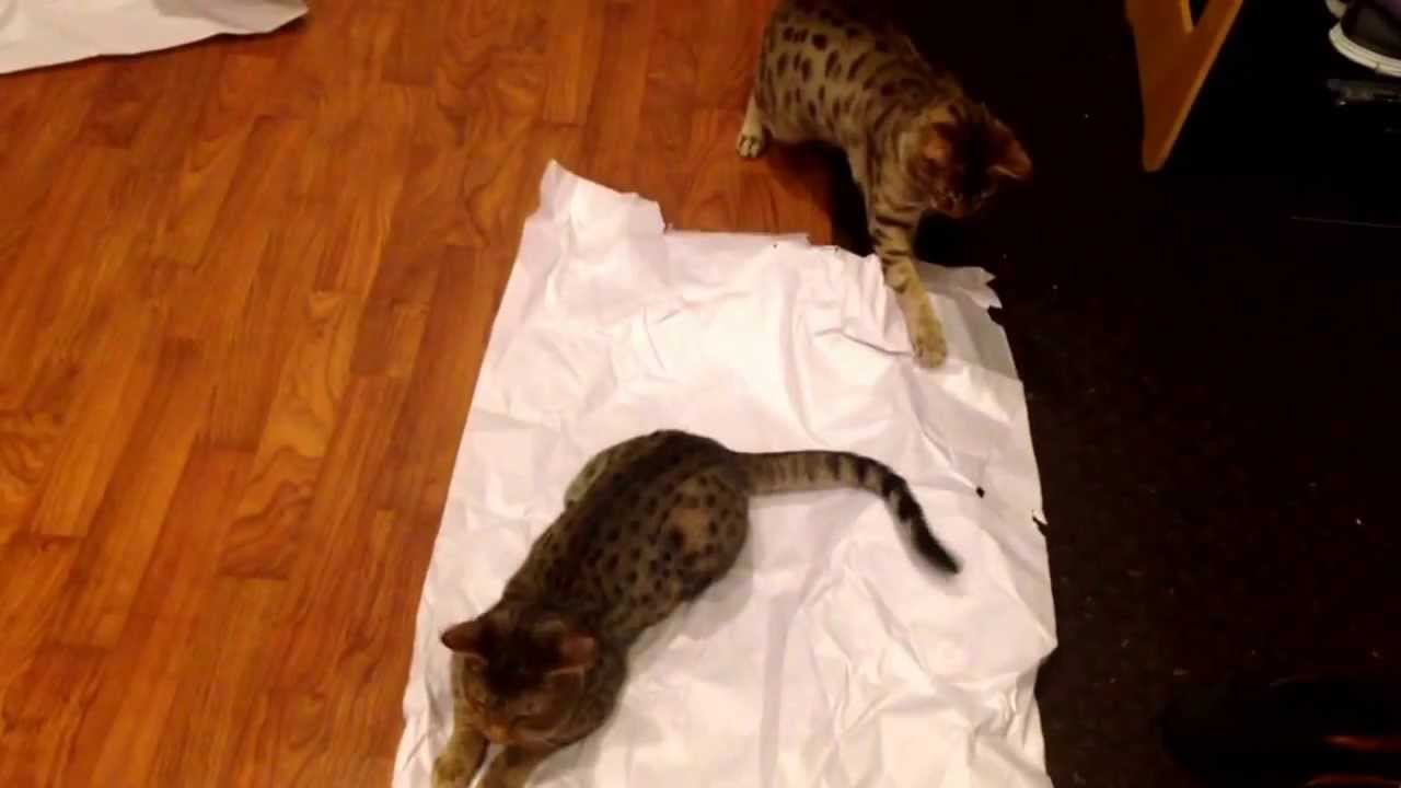 Ocicats in packing paper - YouTube