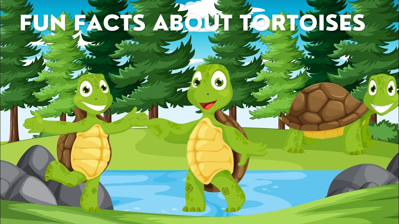 Information about Tortoises for kids.Amazing Facts About Tortoises for ...