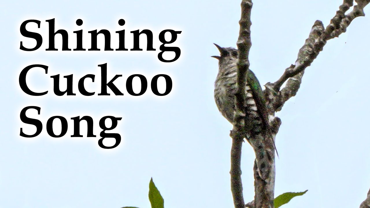 Shining Cuckoo with Bird Call in Rain #4k #birds #birdsong #newzealand ...