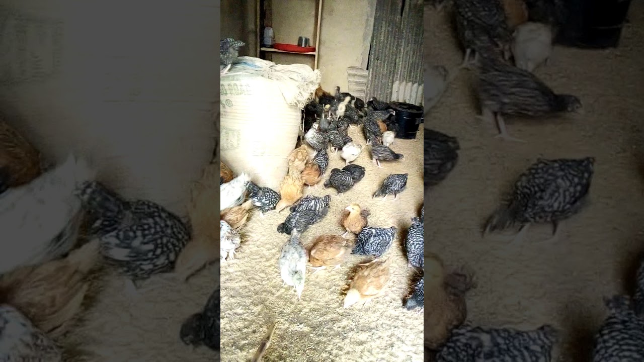 Barth farm - YouTube