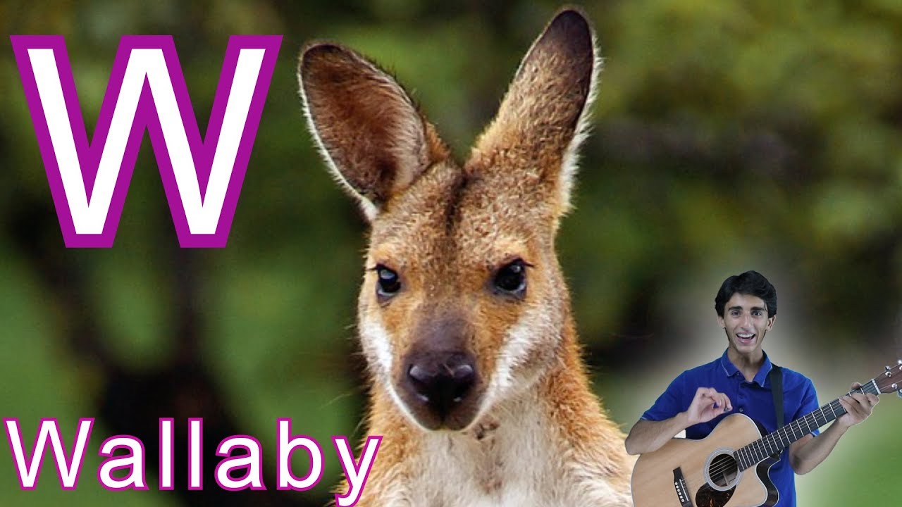 Letter W Song | Letter of the Day | ABC Phonics Song For Kids - YouTube