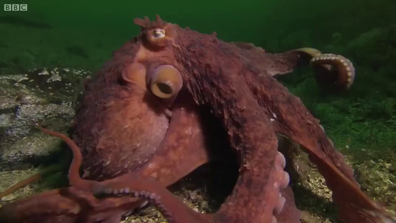 Octopus steals fisherman's crab - Bạch tuộc ăn trộm cua của ngư dân ...