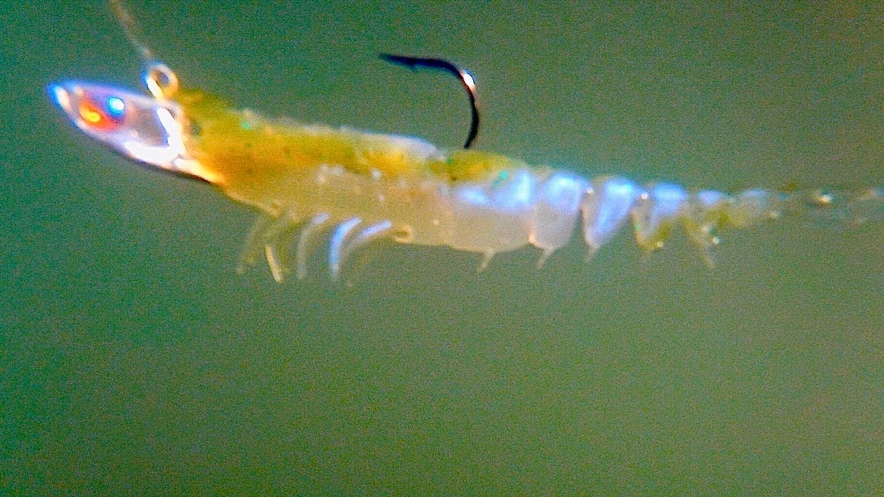 The Right Prawn At The Right Time - 360GT Coastal Shrimp Review - YouTube