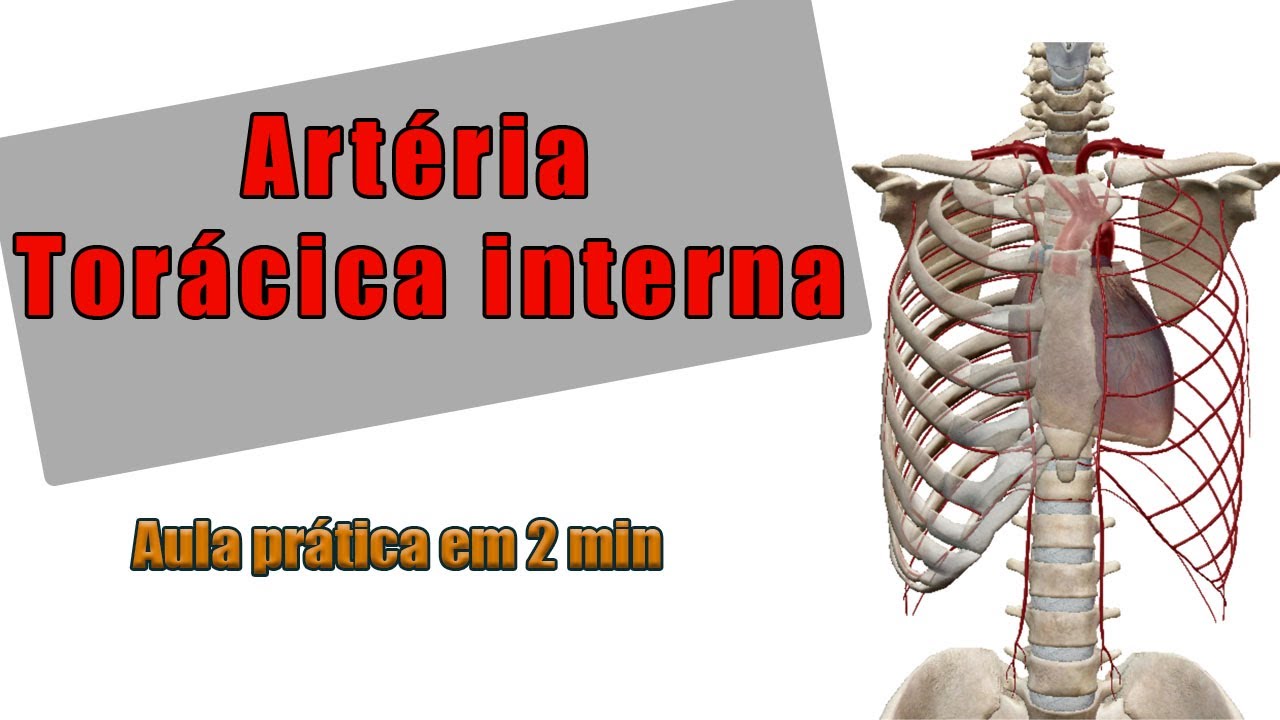ARTÉRIA TORÁCICA INTERNA e sua irrigação - Anatomia Humana - aula ...