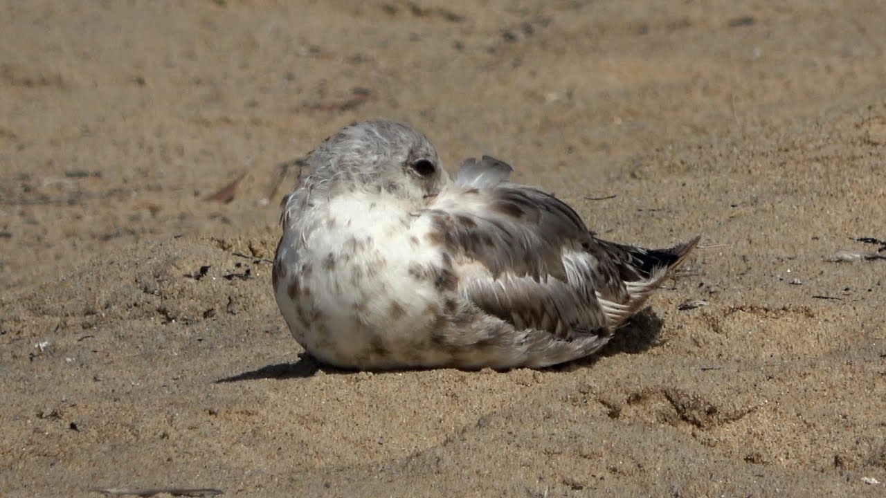Juvenile Western Gull "Sleeping with Half a Brain" - 4K. - YouTube