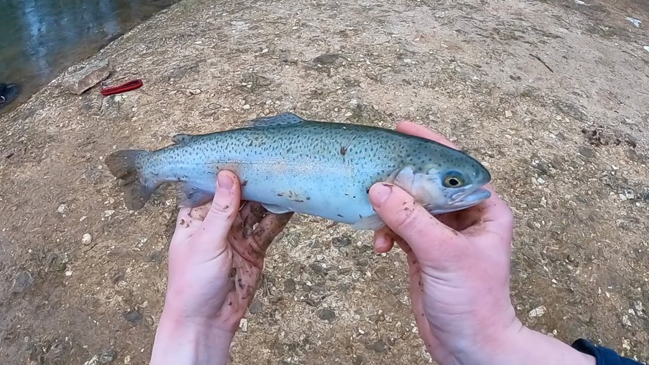 Catching Trout at The Madison County Lake! (Fishing for Stocked Rainbow ...