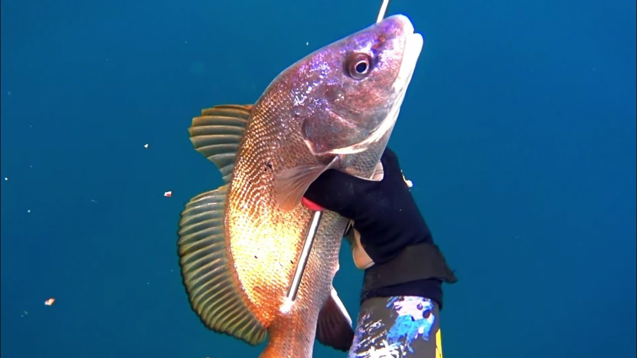 🐟🐲 Ψαροντούφεκο με ΣΥΡΤΟ & ΤΑΪΣΜΑ ΣΜΕΡΝΑΣ - AGGUATO Spearfishing ...