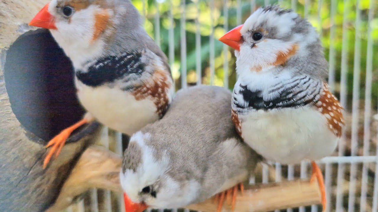 Baby zebra finch Chirping! sounds : Beautiful little birds singing in ...