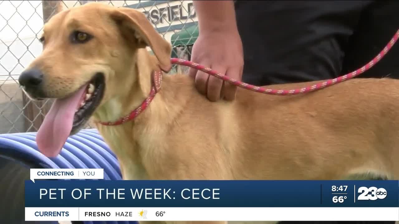 Pet of the week: Cece - YouTube