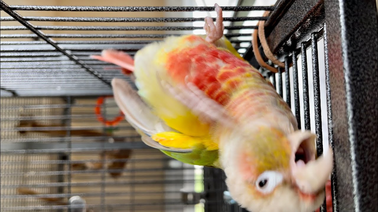 Conure sheer toe strength - YouTube