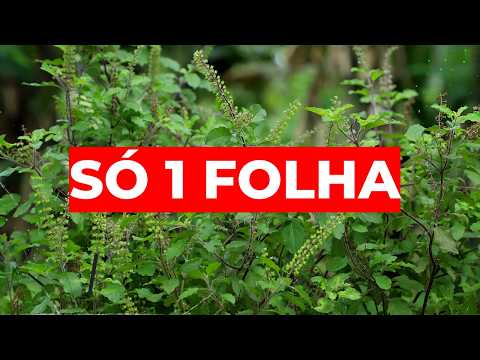 1 folha destrói Diabetes, Inflamações, Cólica, Pressão alta, Dores (Sabia disso?)