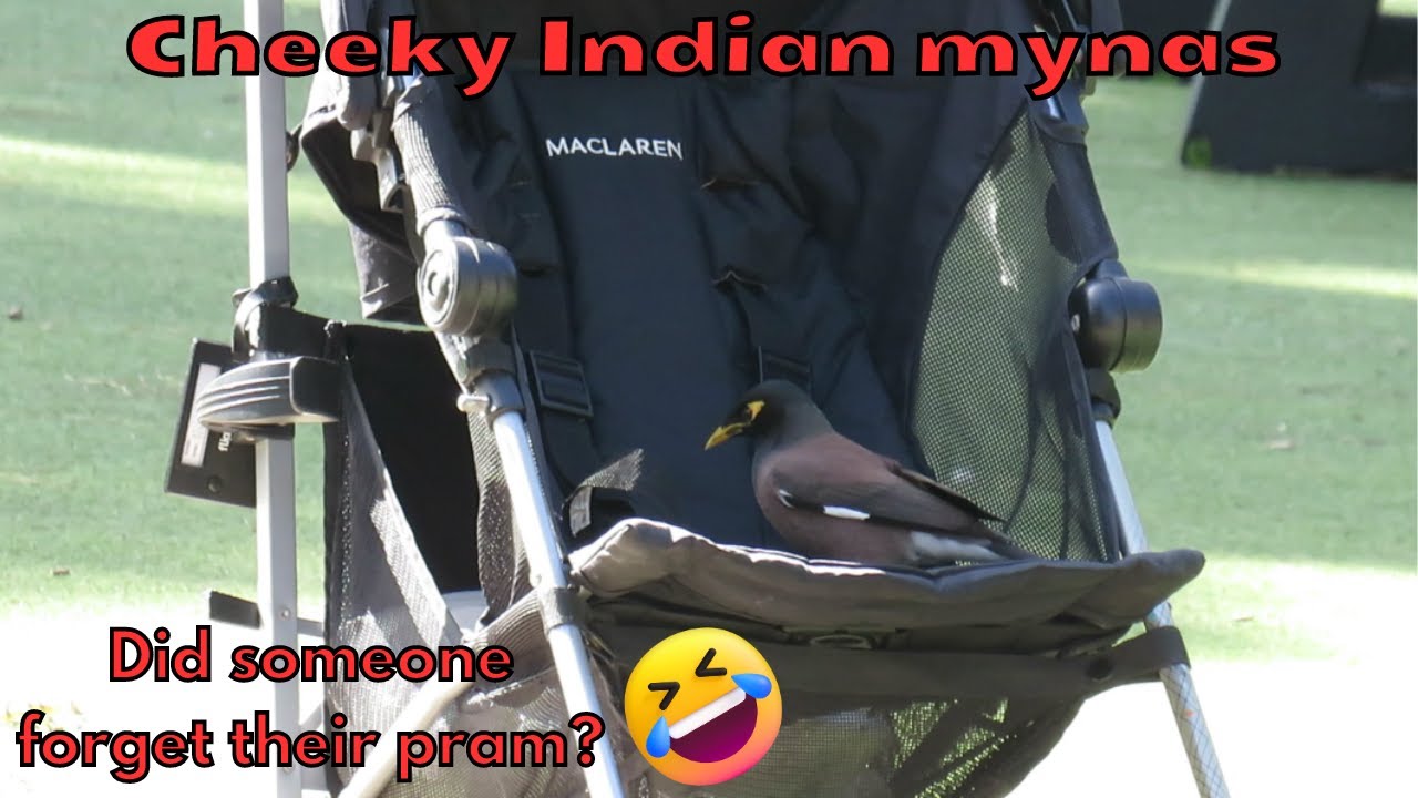 Two cheeky Indian mynas inspect an empty, abandoned pram that rolled ...