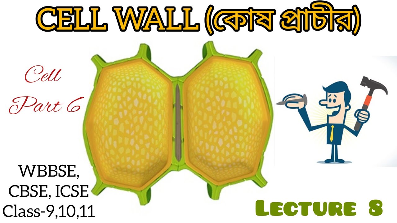cell wall | cell wall class 9 | cell wall class 11 | cell wall ...