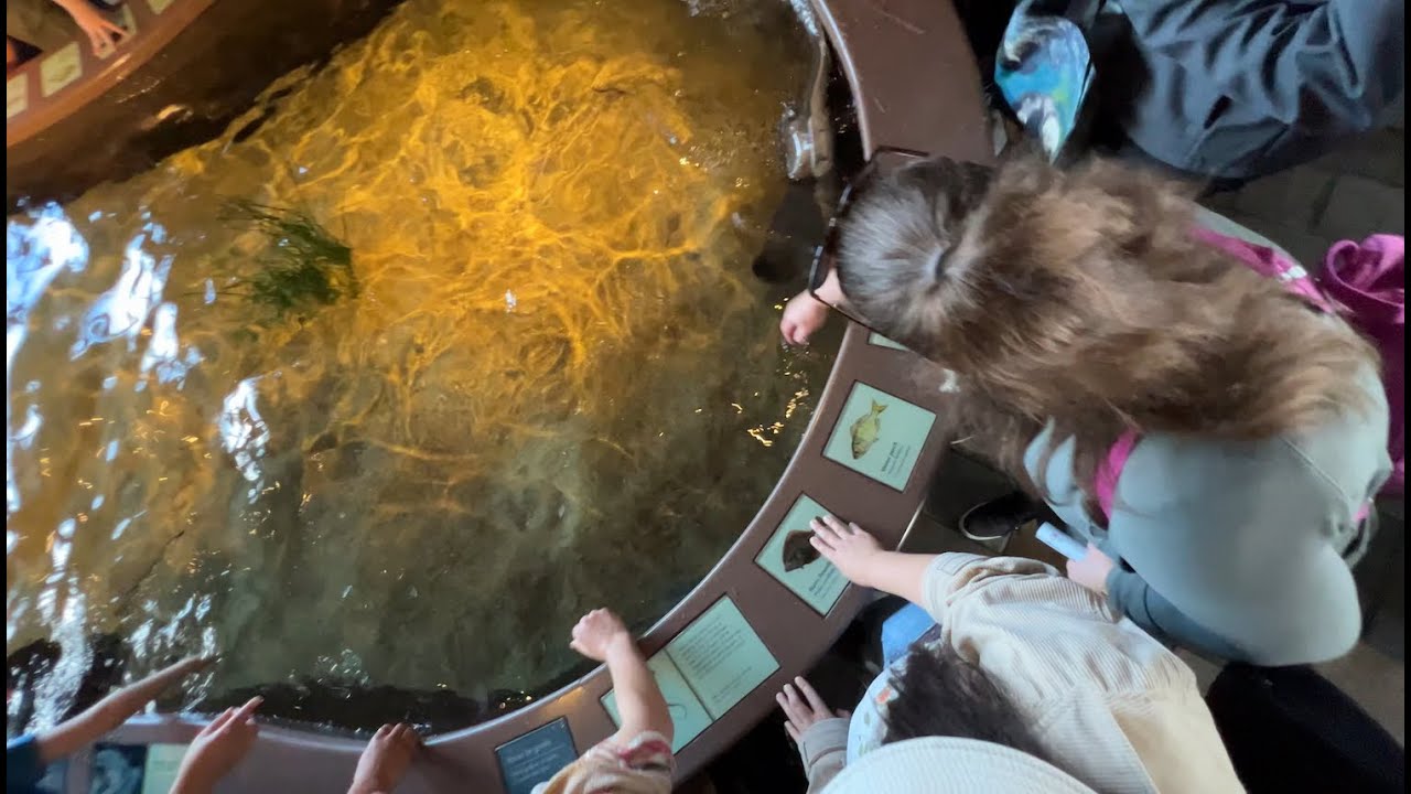 Monterey Bay Aquarium Touch Pools | Petting Bat Rays VR 360° - YouTube