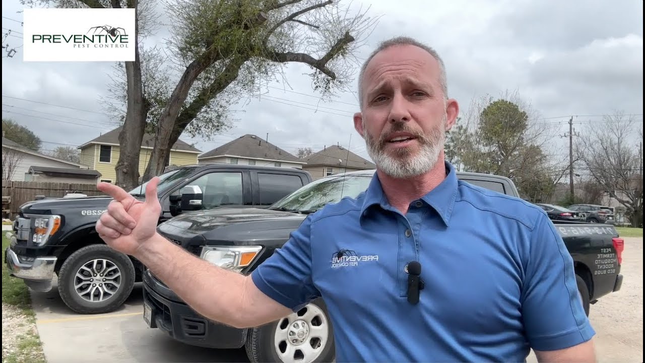 Dark Southern Termites Are Swarming Today - YouTube