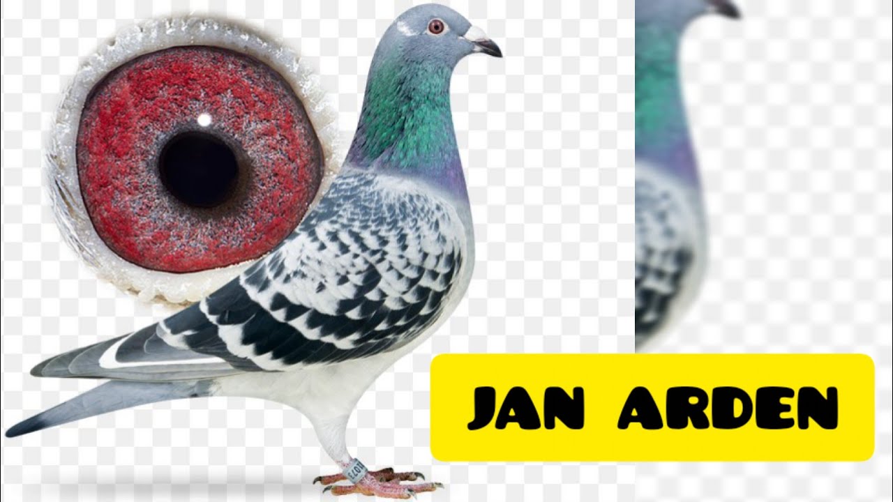 racer pair jan arden [ MM LOFT 514 ] PIGEON WORLD 514 - YouTube