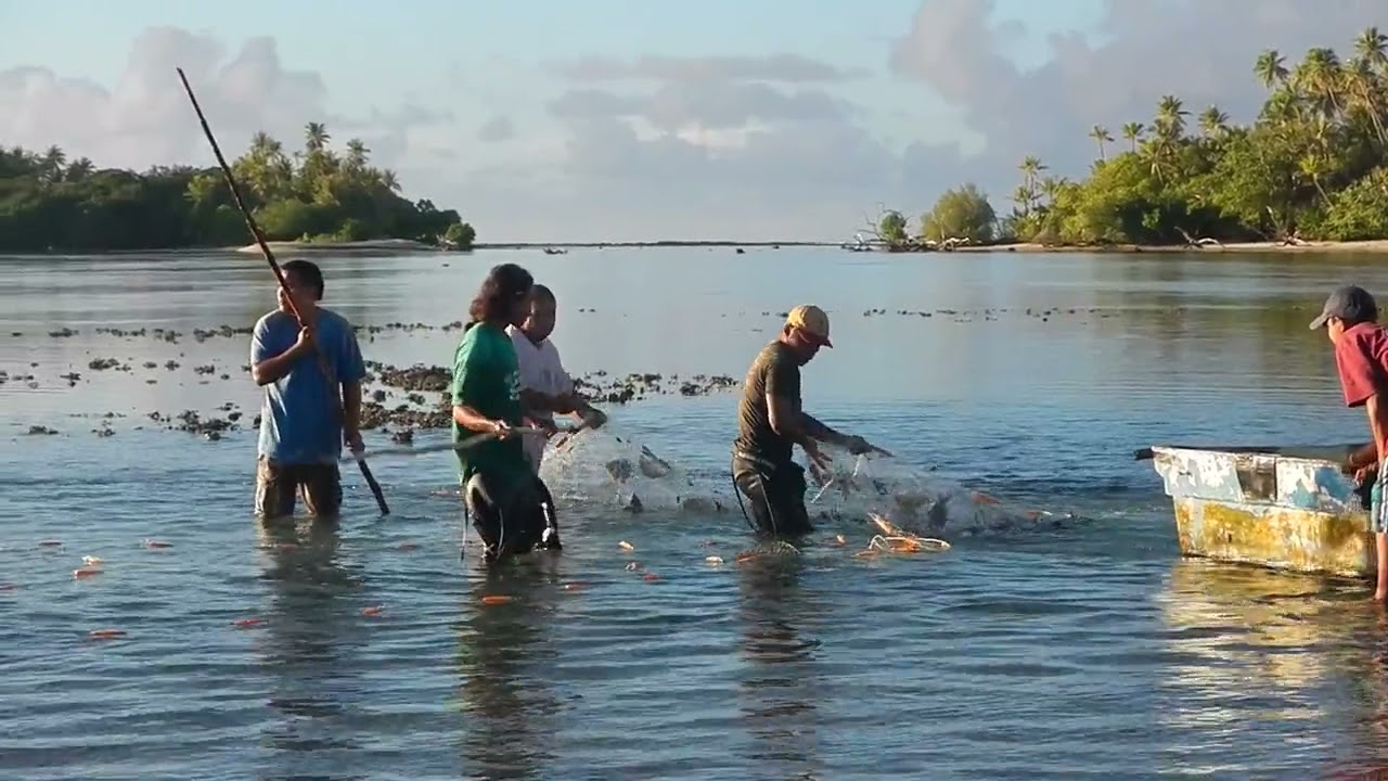Rabbit fish season in Pohnpei Micronesia - YouTube