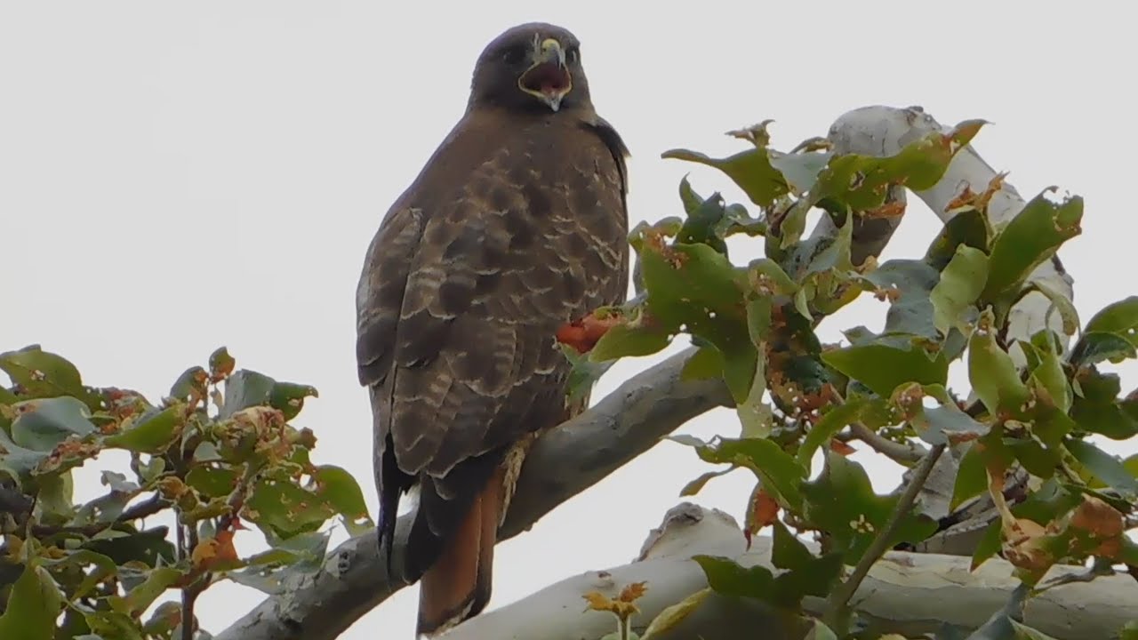 Speedy, April, Fluffy, Tabby, Turkey Vulture, RedTailed Hawks, Rabbit ...