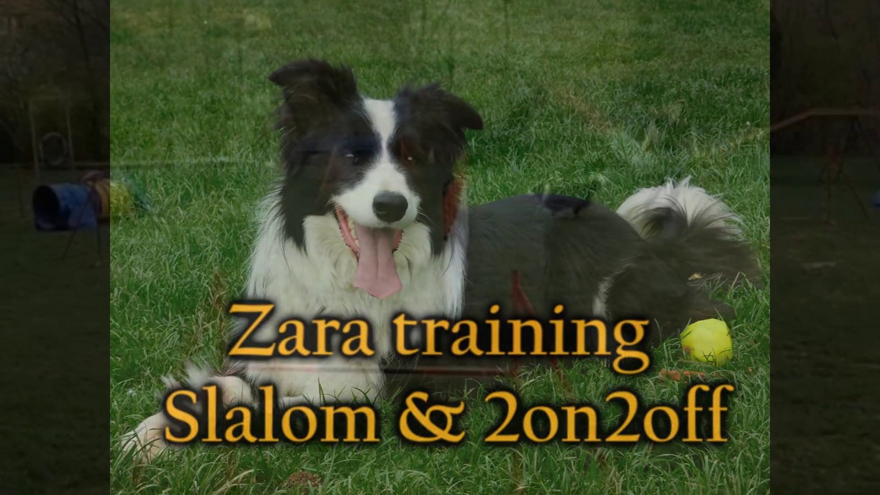 Zara training - slalom & 2on2off (2017.04.04) - YouTube