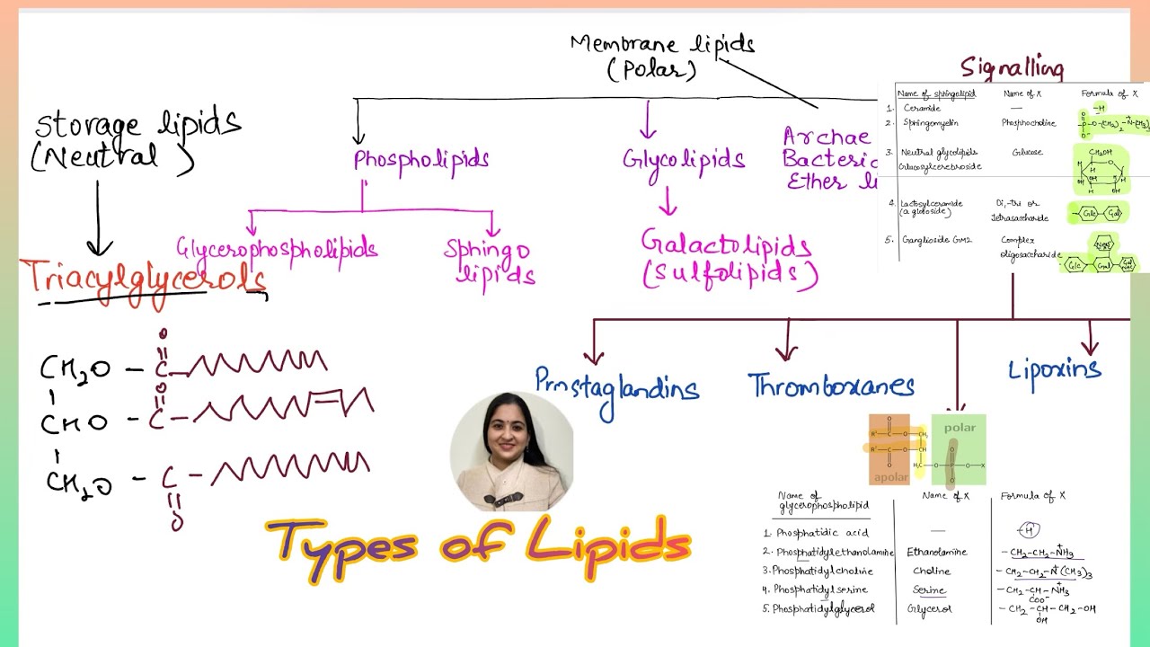 Types of Lipids- Storage, Structural and Signaling - YouTube