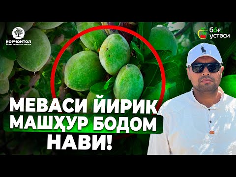 СОВУҚҚА ЧИДАМЛИ, ЎЗИНИ ЧАНГЛАТУВЧИ БОДОМ! | ШУҲРАТ АБРОРОВ #shuhratabrorov #almond #bodom